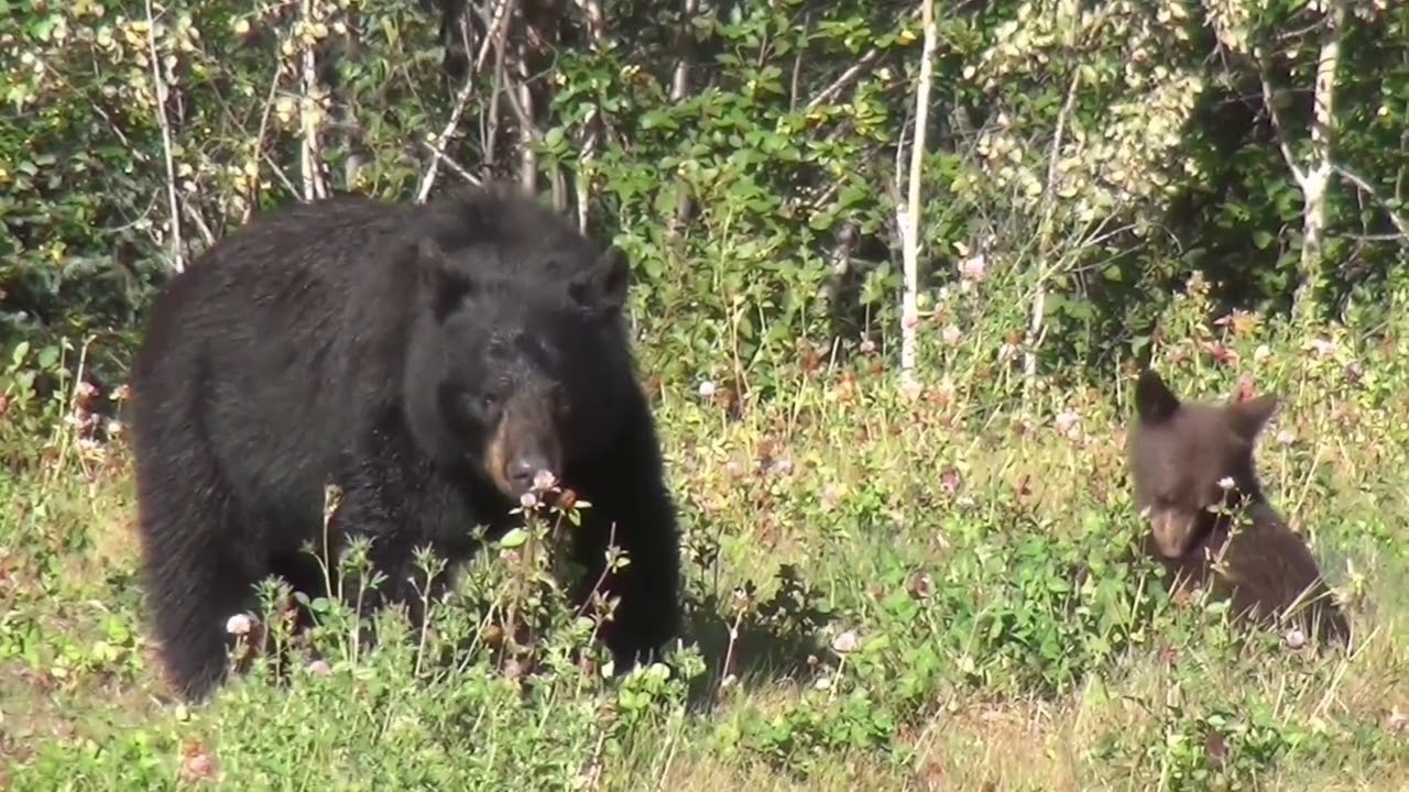 MEDVEDI - (Bears) Sve što treba da znate o Medvedima - YouTube