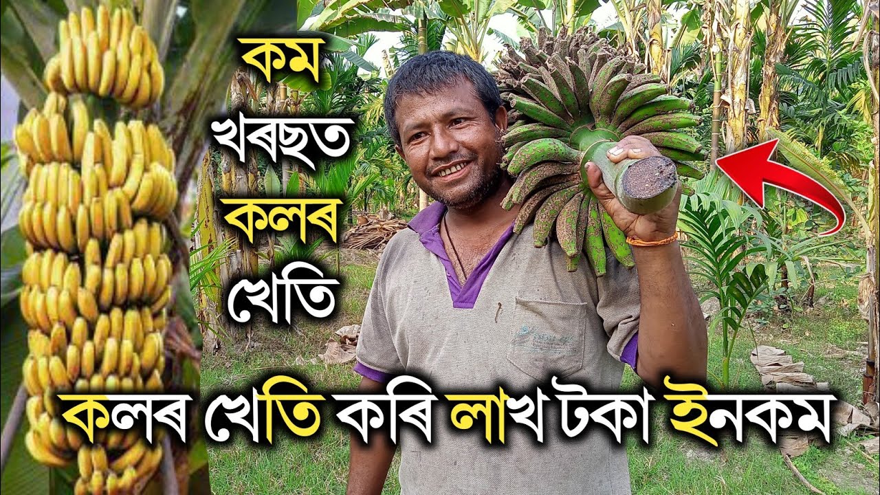 Banana Farming in Assam || Banana Cultivation in Assam - YouTube