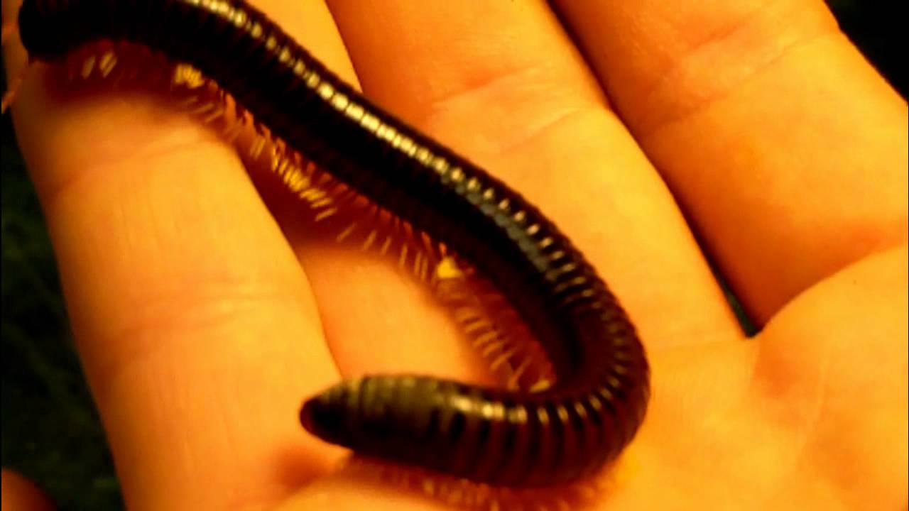 Fungus on Flameleg Millipede? Trigoniulus macropygus Negros Philippine ...