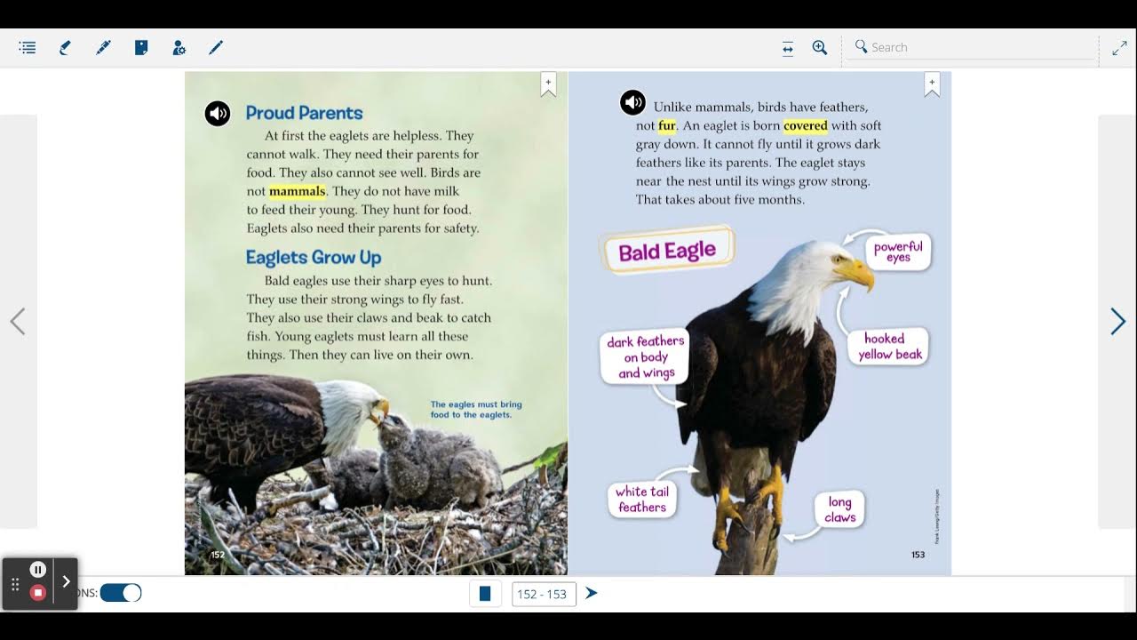 Eagles and Eaglets - Wonders 2nd grade - read aloud - YouTube