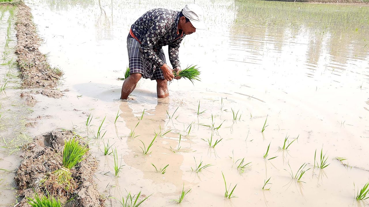 Pure Village Life In | Rice Cultivation Process In Bangladesh - YouTube