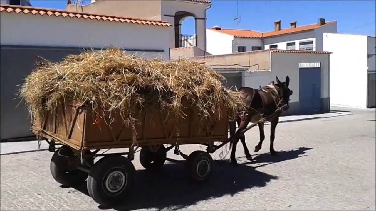 mula cargando pasto en Añora - YouTube