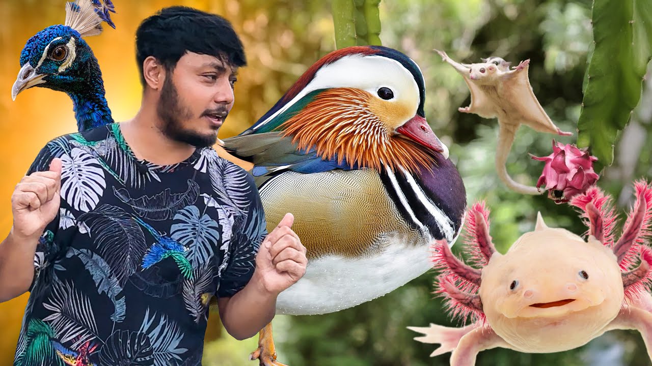 কাঠবিড়ালির একটা চমৎকার বাচ্চা হয়েছে | Pied micro squirrel - YouTube