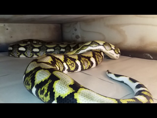 Python Reticulada Tigre Platina Guppy Fritskuiper.nl
