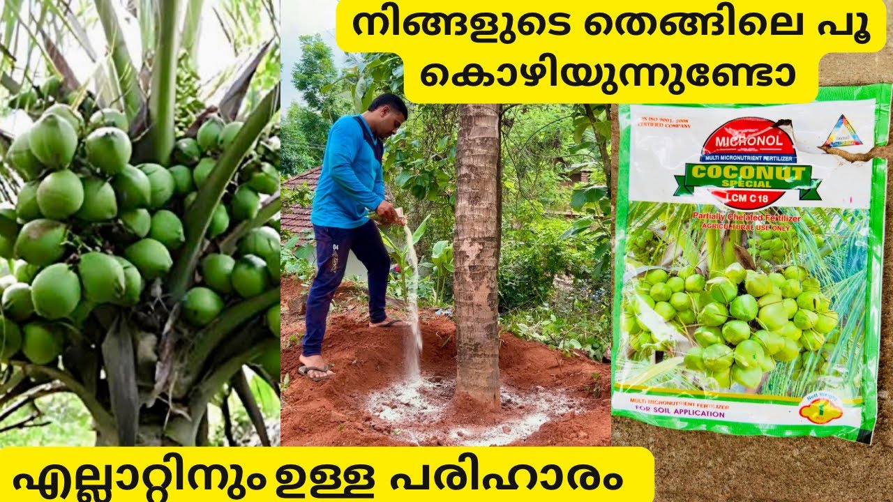 തെങ്ങിലെ മച്ചിങ്ങ പിടിക്കാൻ. നിങ്ങൾക്കുള്ള ഉത്തരം. Micronol coconut ...
