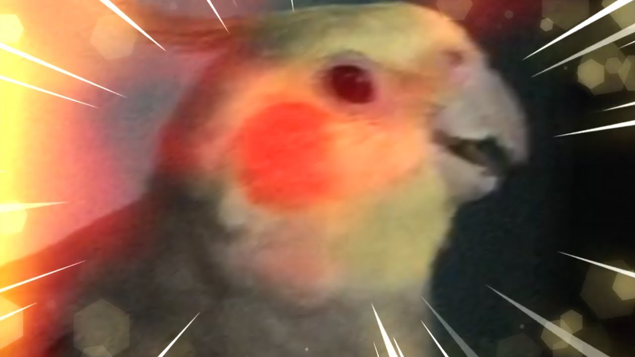 THE WORST ASMR VIDEO - YouTube