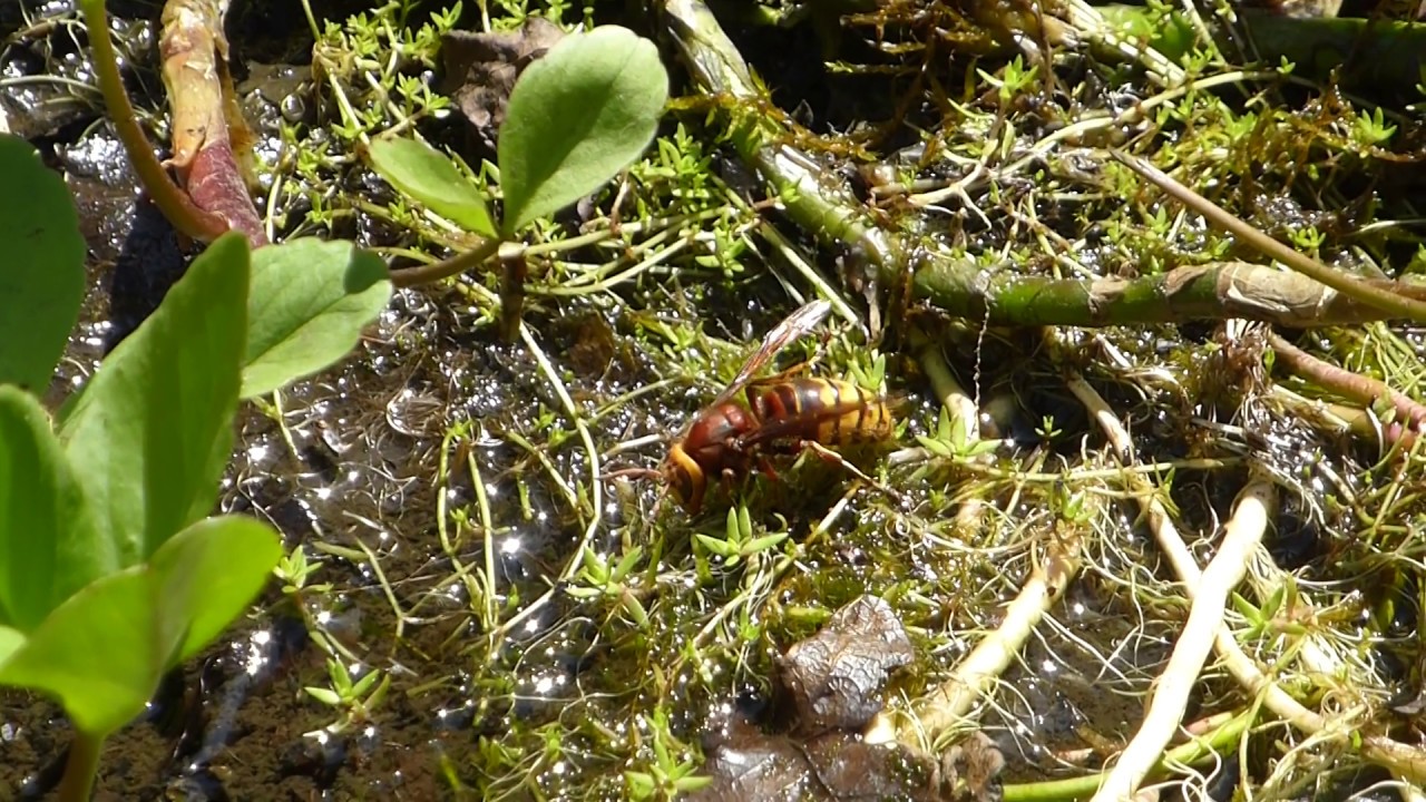 European Hornet - Vespa crabro - Brúnn geitungur - Risageitungar ...