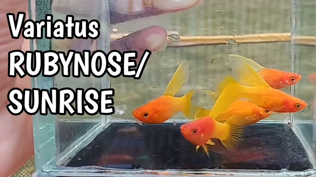 REVIEW XIPHOPHORUS VARIATUS RUBYNOSE / SUNRISE - YouTube