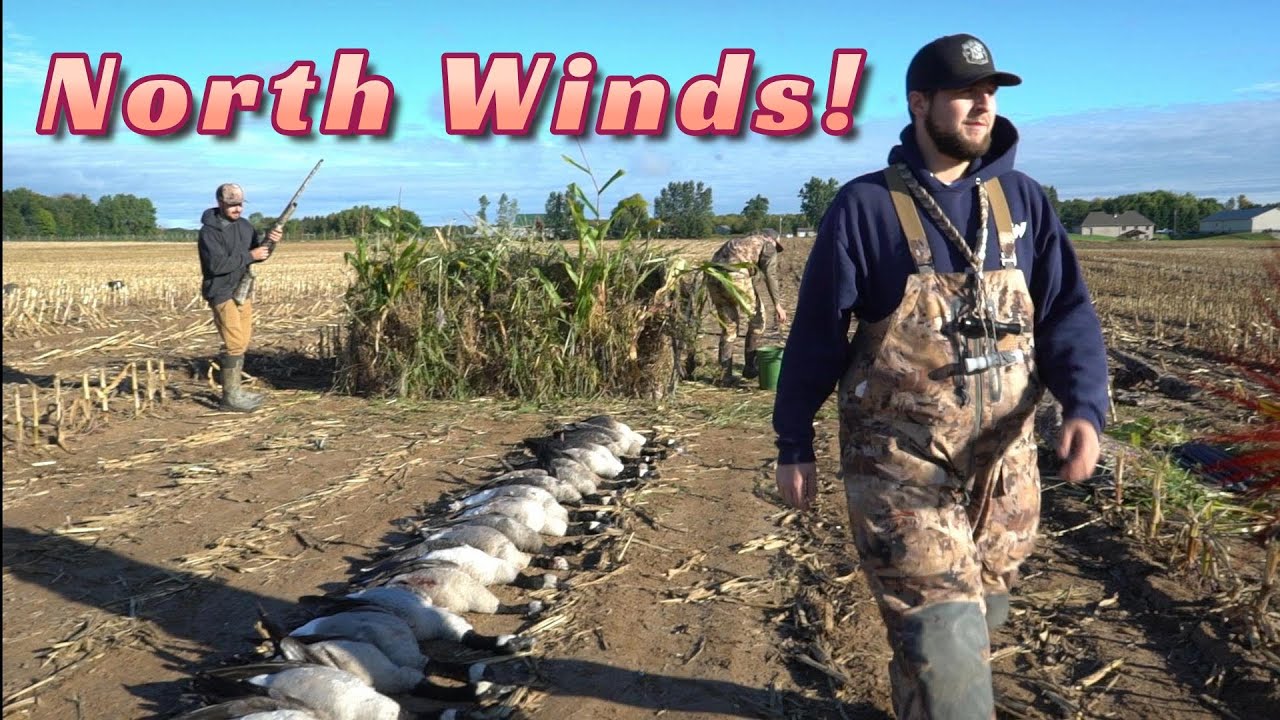 Goose Traffic Hunt | NORTH WINDS! - YouTube
