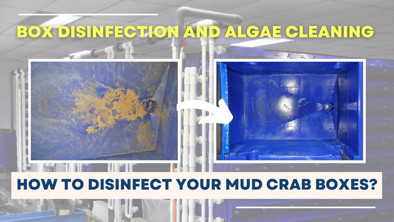 Why Is It Vital to Disinfect Mud Crab Boxes? & Cleaning Algae on the ...