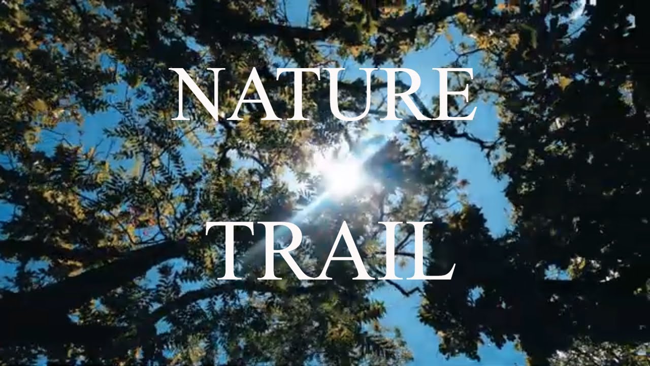 4K Cinematic Summer Forest Ambience - Forest Therapy - YouTube
