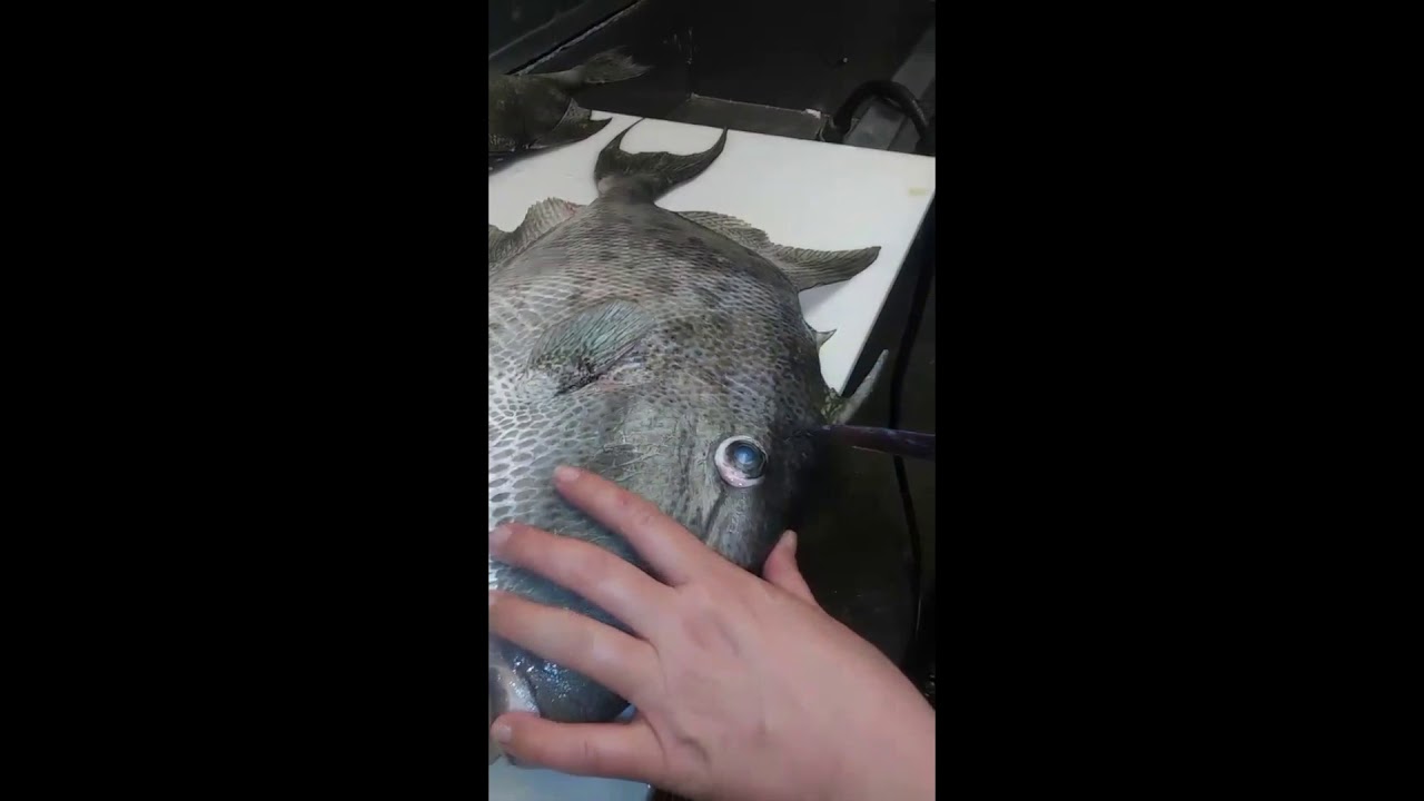 How to clean a Triggerfish. - YouTube