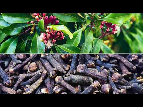 Laung badhaye immunity/ लौंग बढाये इम्यूनिटी - YouTube