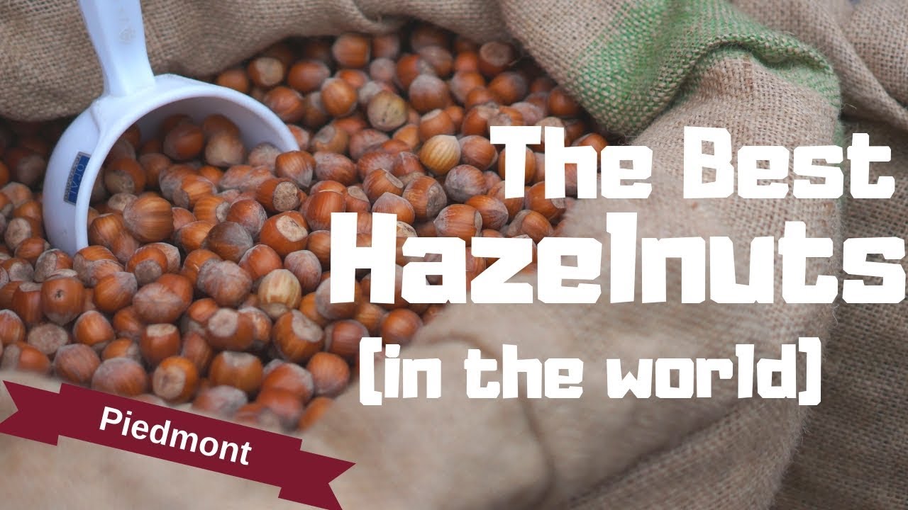 We Visited a Hazelnut Farm - Piedmont I - YouTube