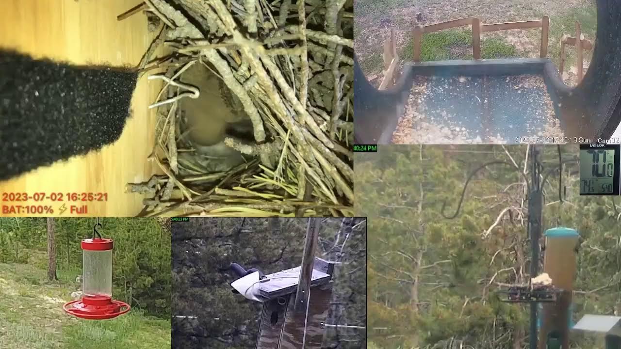 Live Nature Cams - YouTube