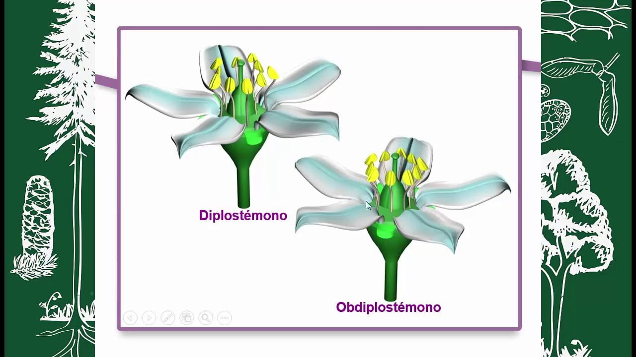 BOTÁNICA MORFOLÓGICA (FLOR) ANDROCEO - YouTube