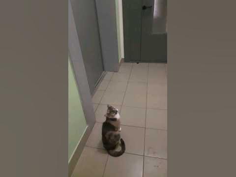 кошка мони отвечает на вопросы кашачим миауканием она очень умная ️ ️ ️ ...