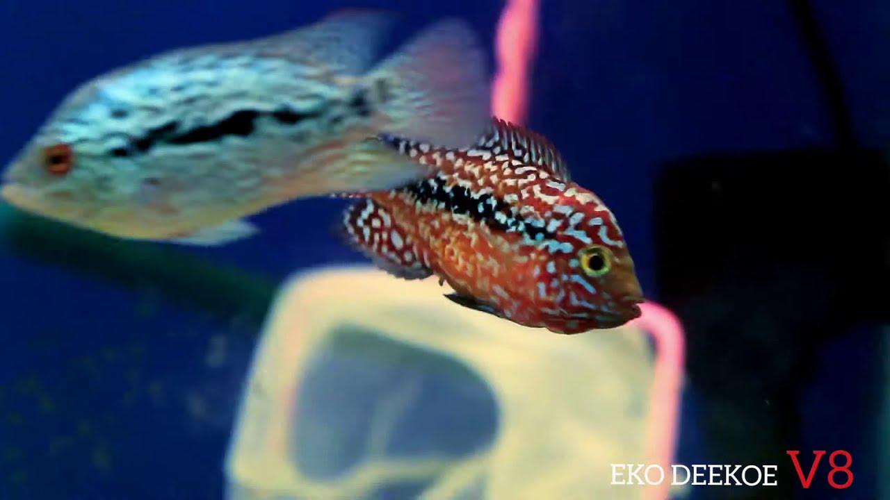 Louhan Kamfa V8 ori thailand High Quality size 6cm - YouTube
