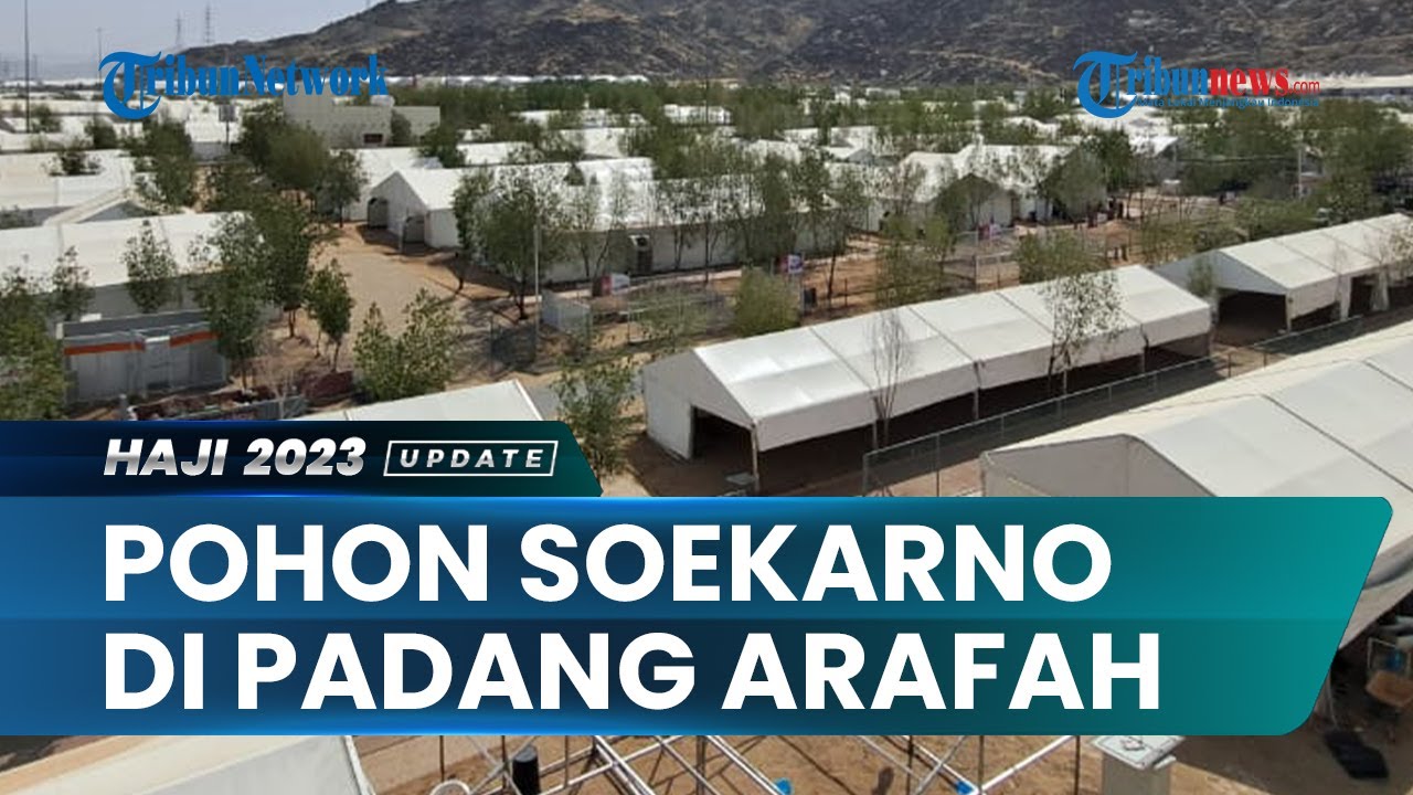 Pohon Soekarno atau Pohon Mindi Jadi Penyejuk Jemaah Haji Indonesia di ...