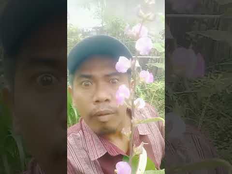 Pengantin baru Mantan pacar Gintip waktu mau nikah #shorts #cover #music #duet #musik