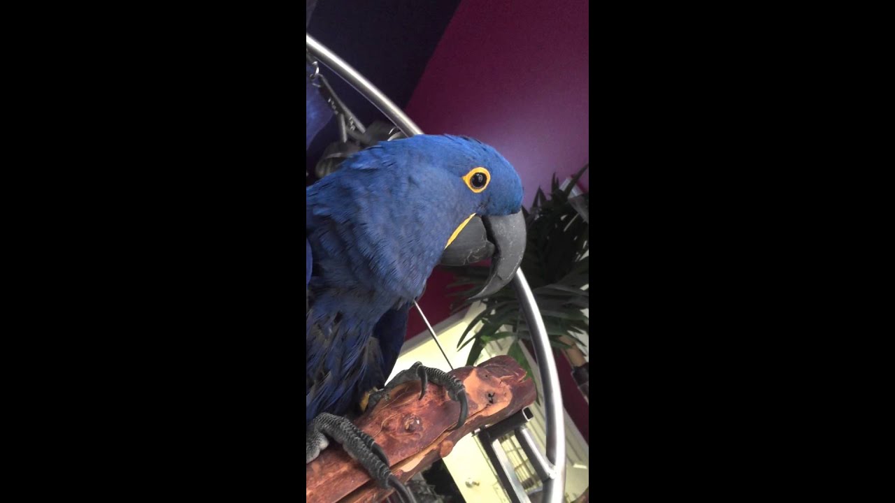 Hannibal the Talking Hyacinth Macaw Parrot helps welcome Each Morning ...