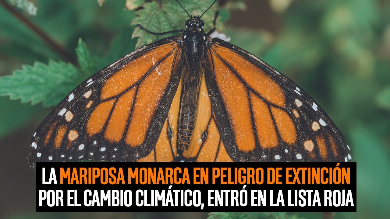 La mariposa monarca en peligro de extinción por el cambio climático, entró en la Lista Roja ...