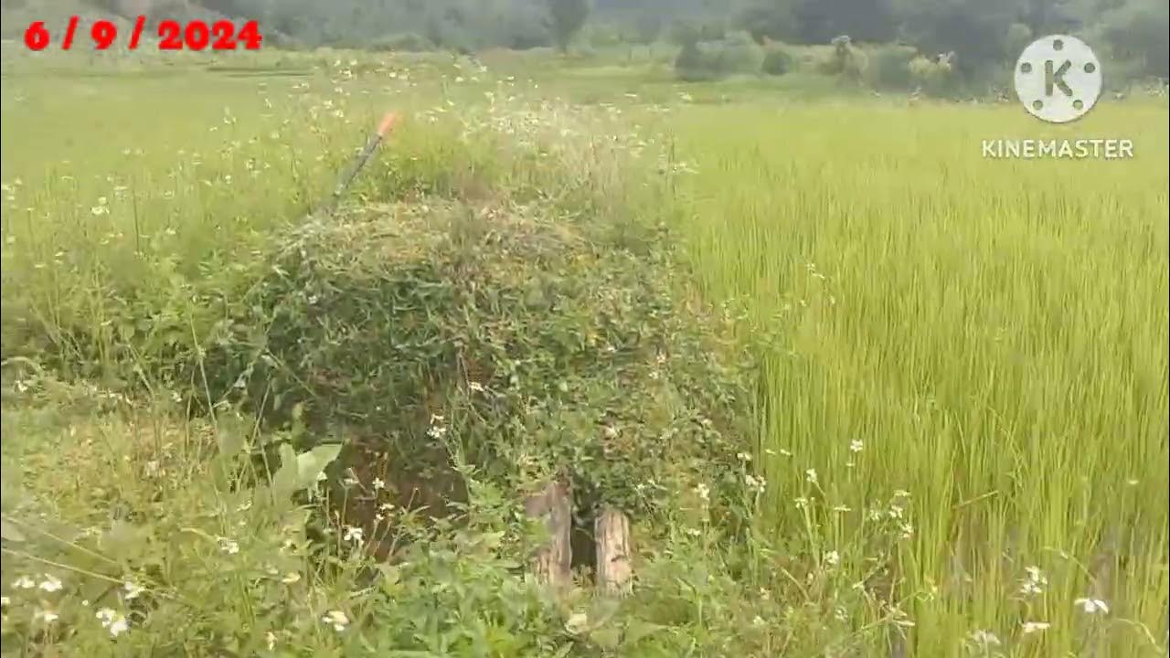 mus saib liaj🏞️🌱 ( 6/9/2024 ) - YouTube