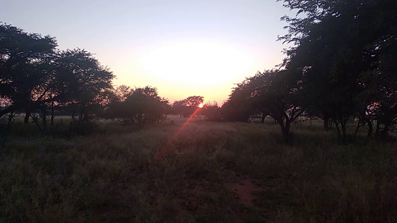 Early morning sunrise in the African bush - YouTube