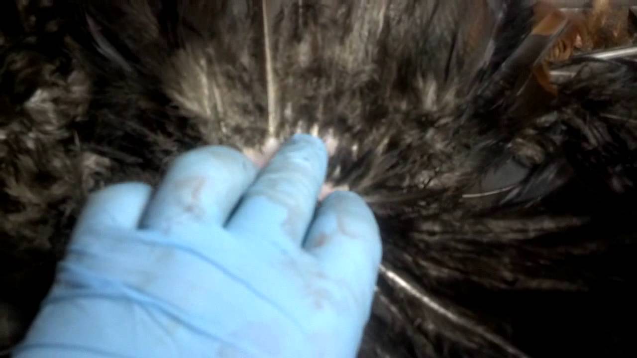 Turkey Skinning Part 2 of 2 - YouTube