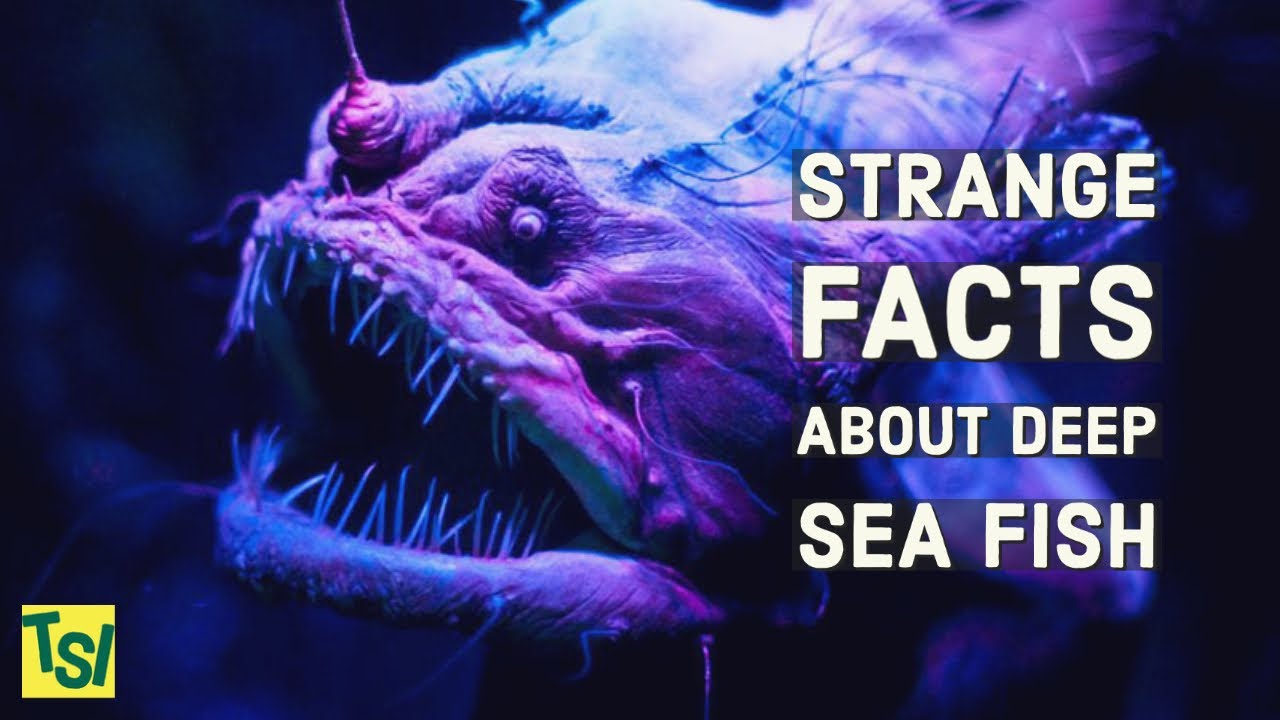 Strange Facts About Deep Sea Fish YouTube strange-facts-about-deep-sea-fish-youtube