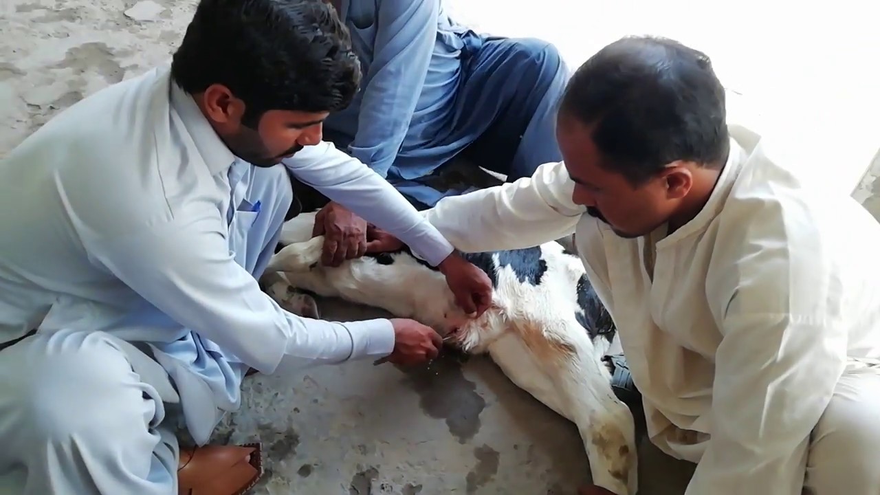 Maggots Found in the Umbilical Abscess of Cattle Calf - YouTube