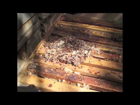 Mouse nest in Empty Bee Box