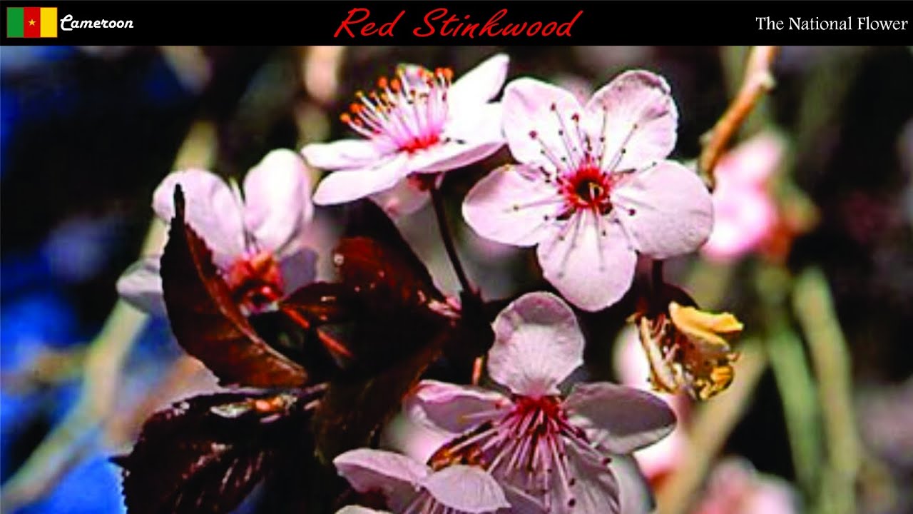 National flower of Cameroon #nature #shortsfeed #flowerslover #national ...