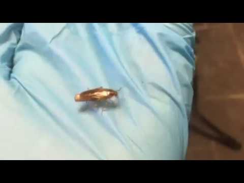 Fast moving German Cockroach. - YouTube