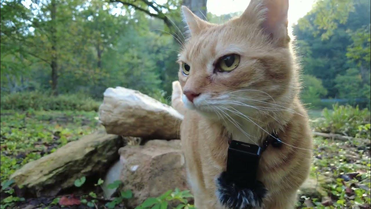 Hey! My cat wants to show you something. Adventure ahead. - YouTube