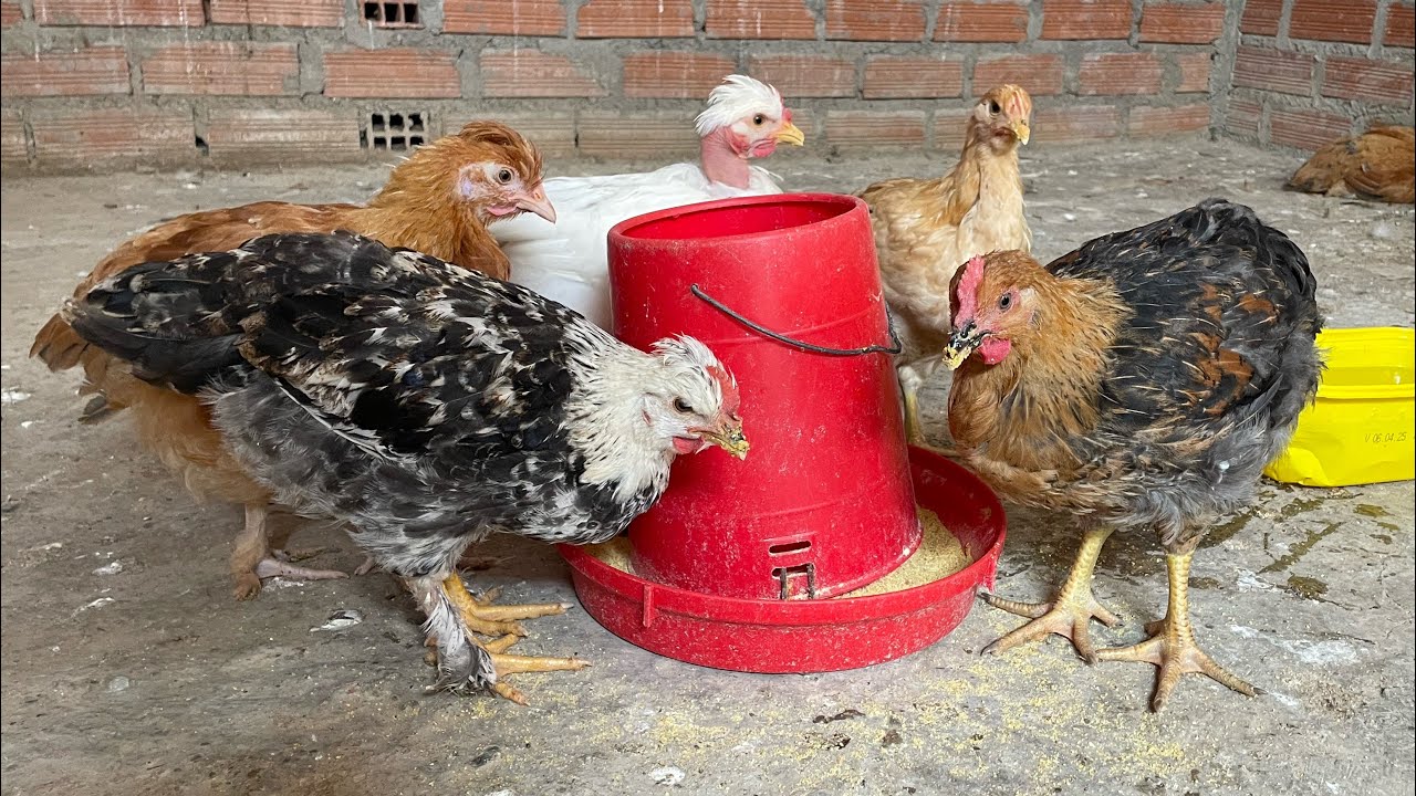 Un proyecto de 10 gallinas criando desde casa - YouTube