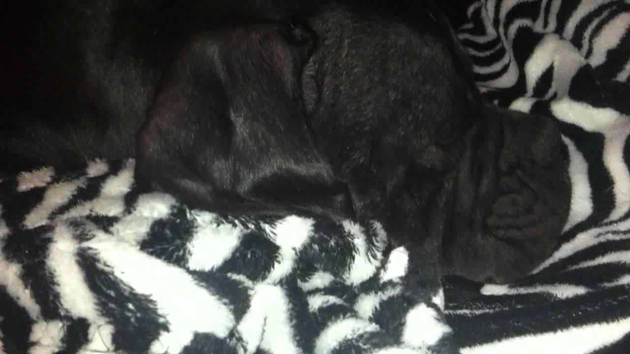 Raven snoring! - YouTube