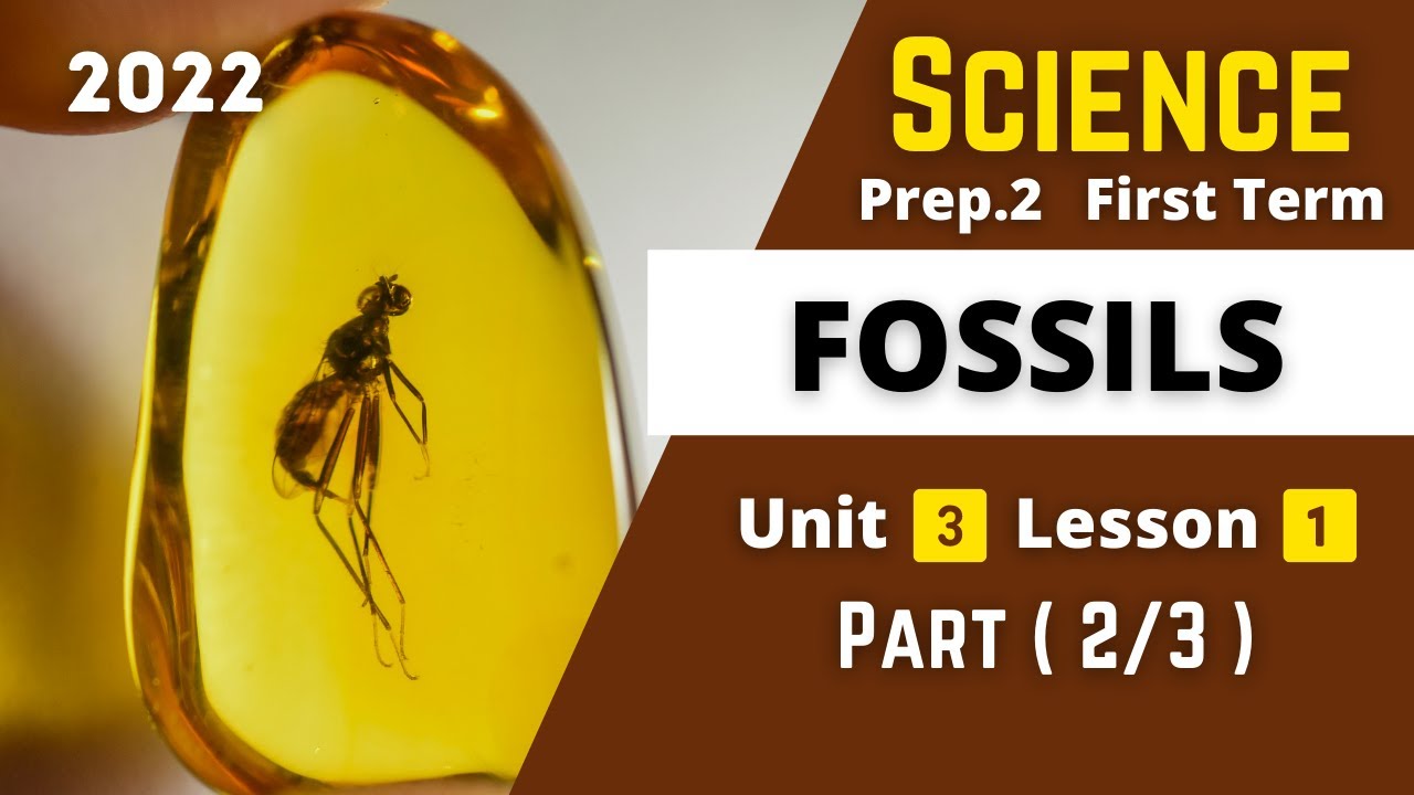 SCIENCE | Prep.2 | Fossils #2 | Unit 3 - Lesson 1 - YouTube