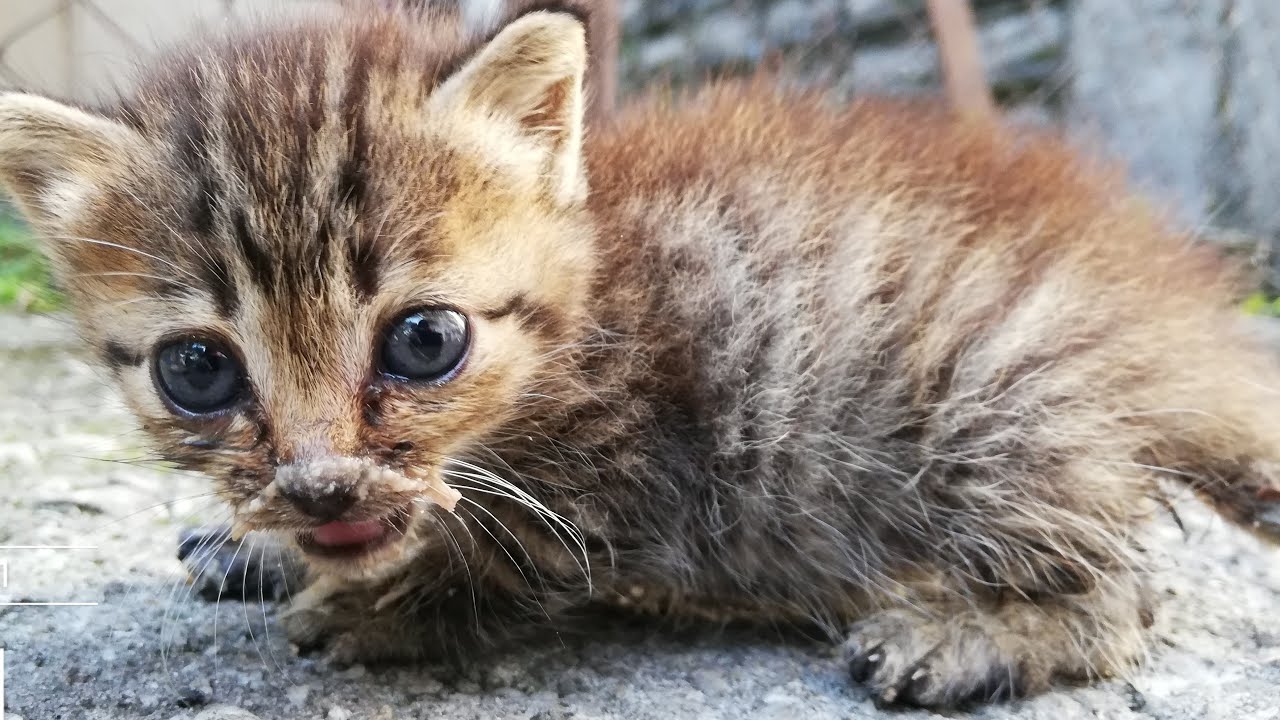 Baby kitten messy eating, still learning how to eat. - YouTube