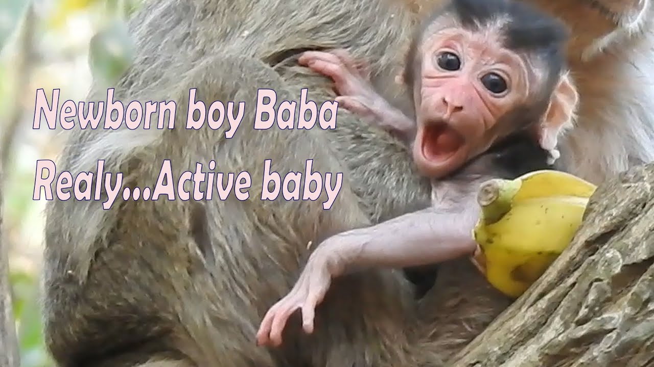 Newborn Baby Baba really active, Only for a day This cute baby can do ...