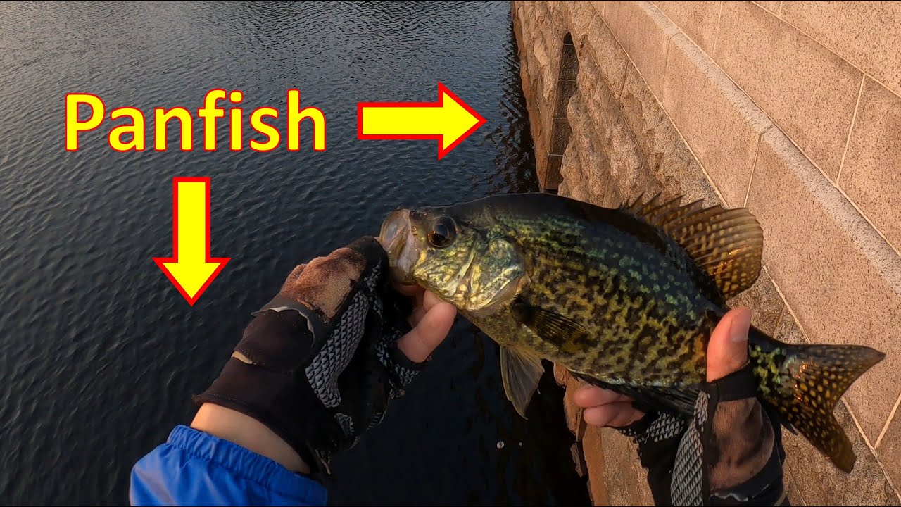Great Location for Bank Fishing Panfish (Crappie & Perch): Dam Wall ...