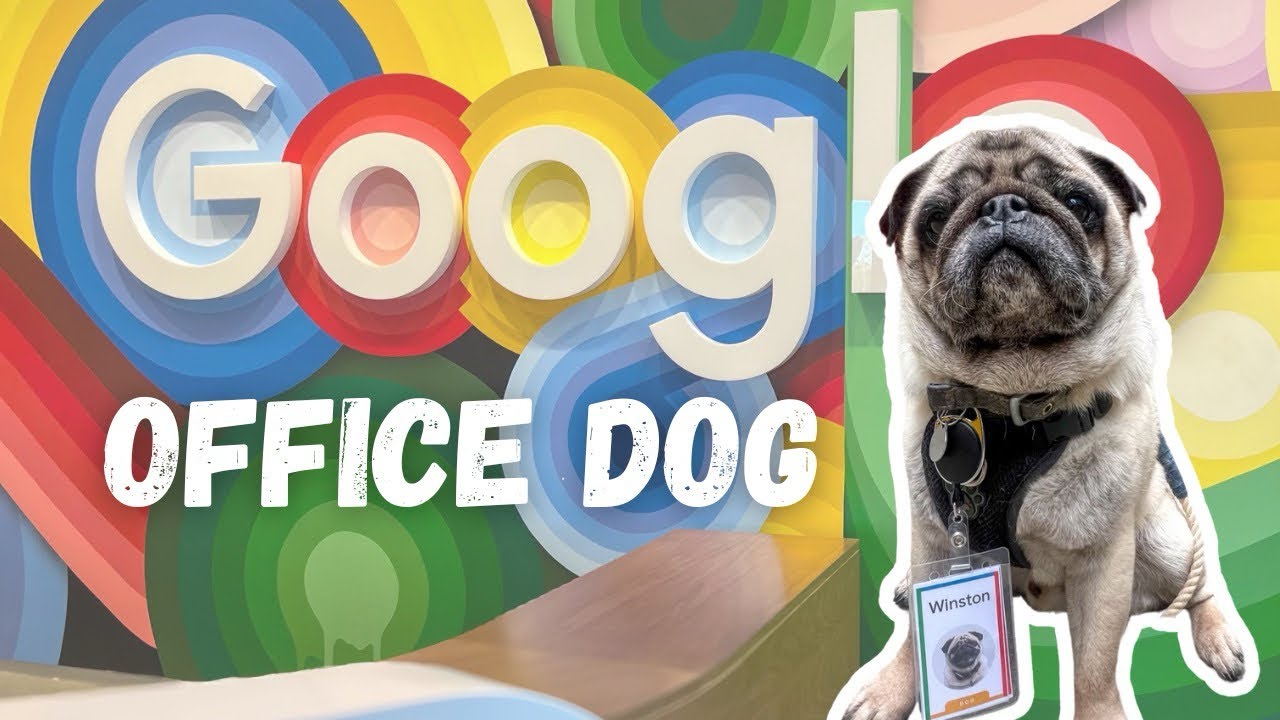 Pug goes to work in a London office! - YouTube