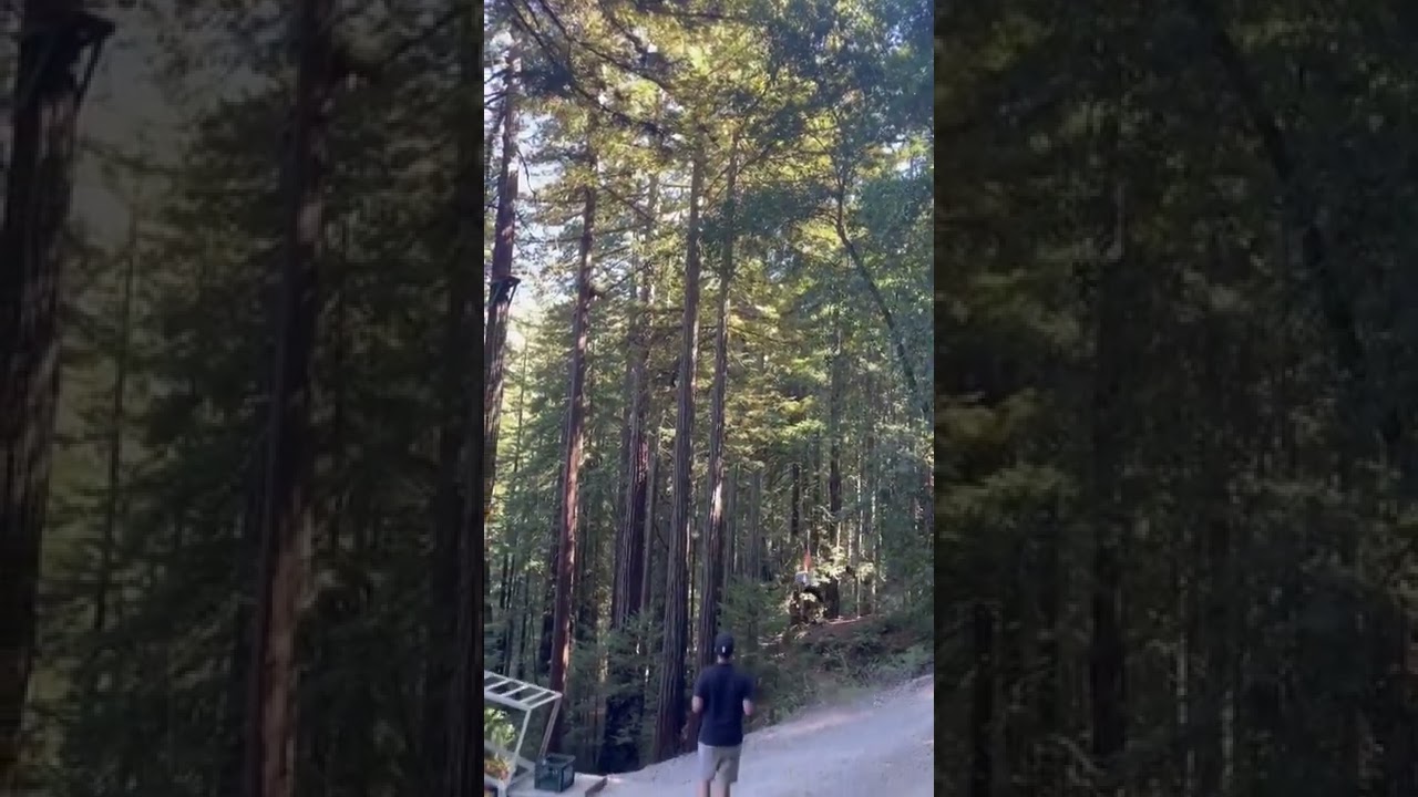 Alliance Redwoods Zipline - YouTube