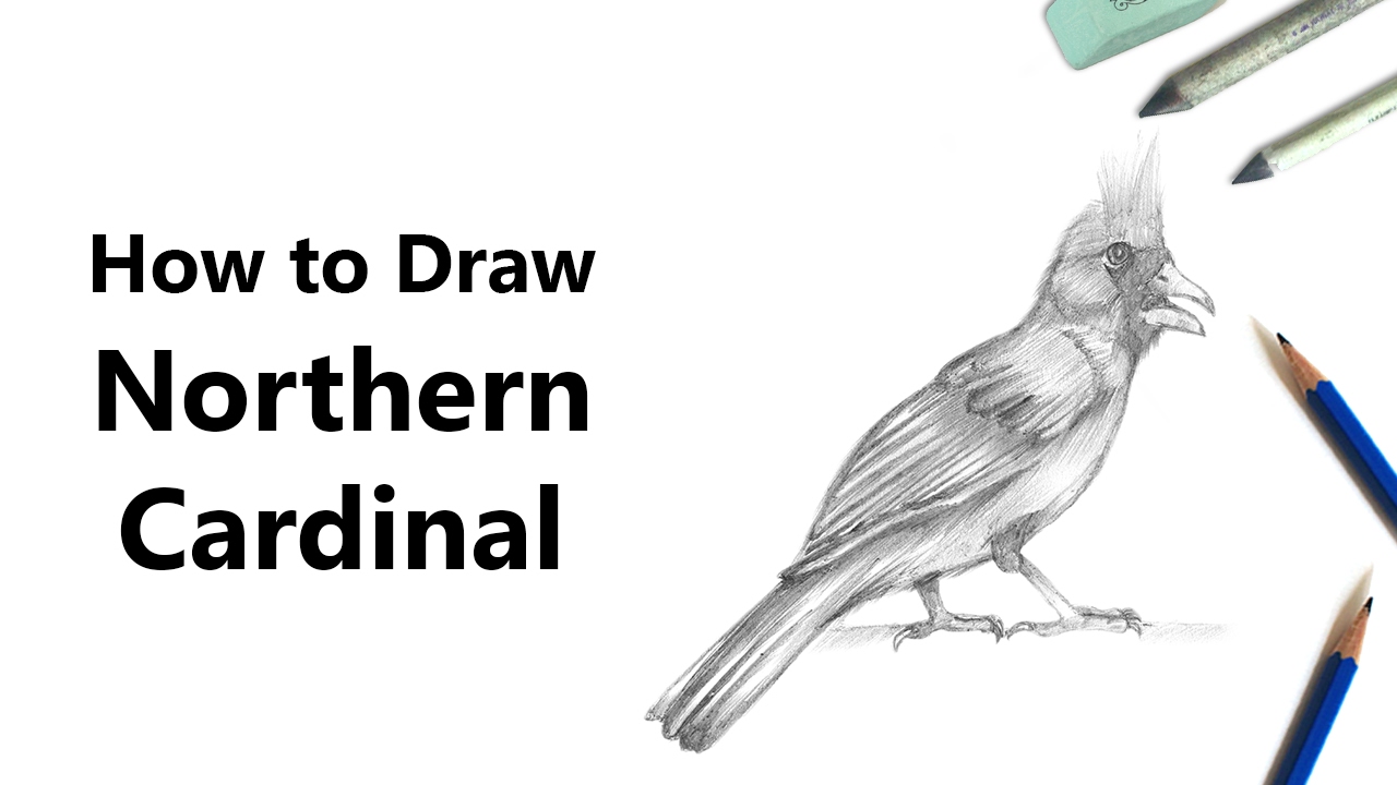 How to Draw a Northern Cardinal with Pencils [Time Lapse] - YouTube