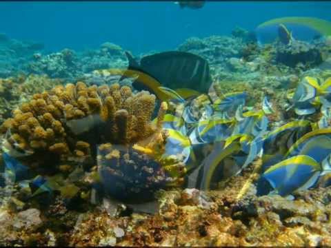 Seychelles - Underwater life 2 - YouTube