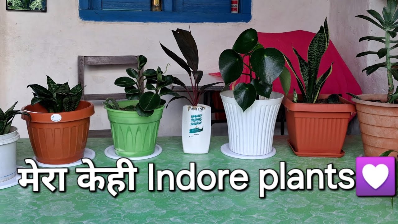 यी Indore plants मध्ये कुन बढी लाभदायी हाेला ......? - YouTube
