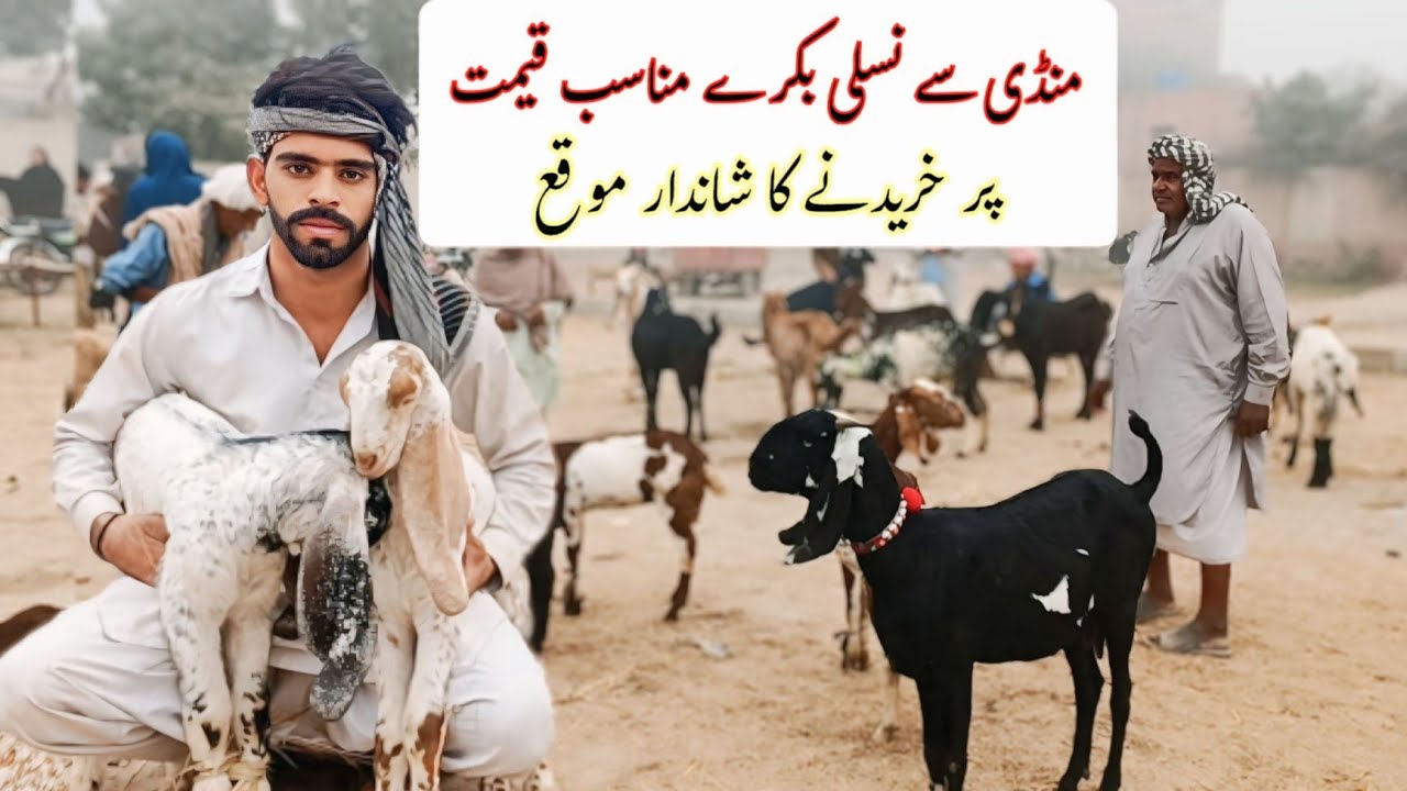 Mandi mien Achi Nasal k Bakrey Munasib qeemat pe a gaye hain | Goat ...