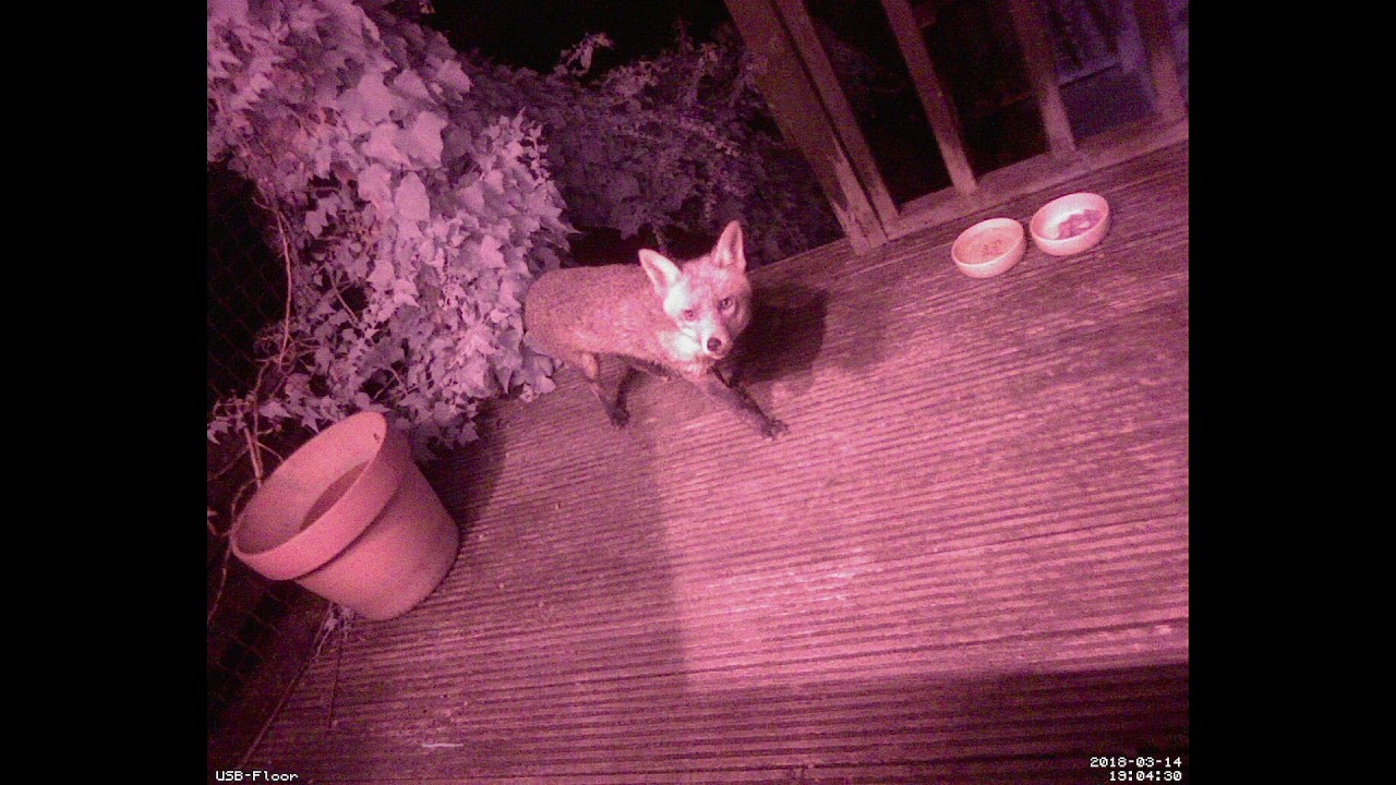 Fox cam - 14/03/2018 - YouTube