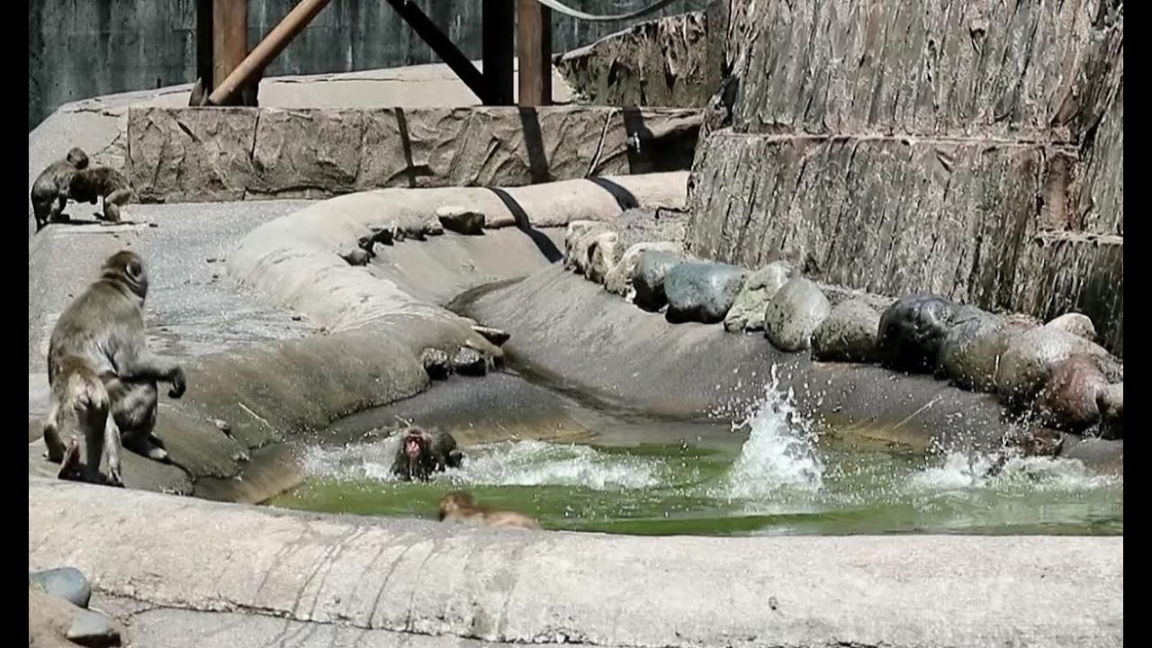 Child monkeys playing happily in the pond - YouTube