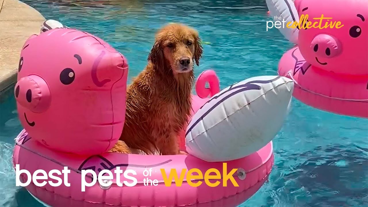 Pool Party Pup | Best Pets of the Week - YouTube